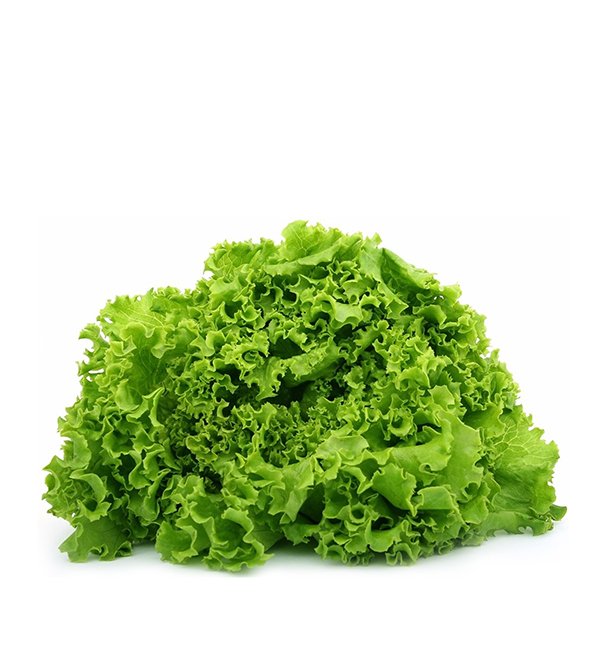 Lechuga Italiana Hidropónica – Baru Fresh