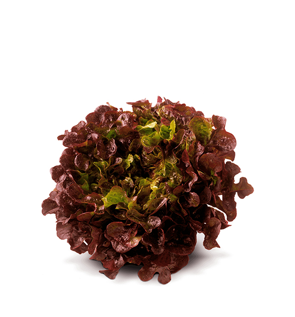 Lechuga Roja Hidropónica – Baru Fresh